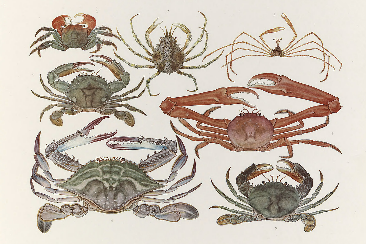 Kumataro Ito Japanese Aquatic Art, an Animal Illustration by Digital Museum