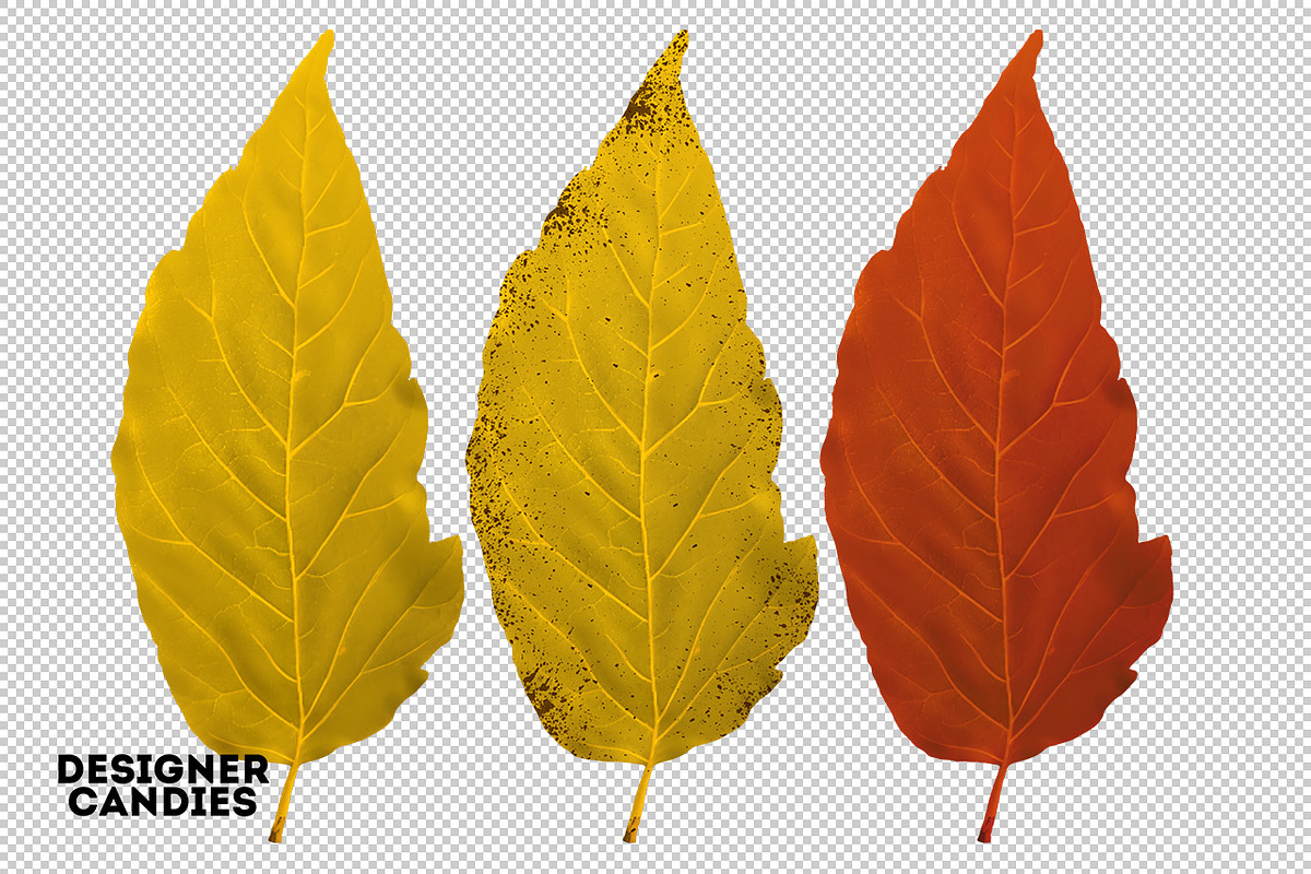 Autumn Leaves, an Object Graphic by DesignerCandies
