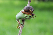 Frog with snail featuring frog with snail, dumpy frog, and frogs, an ...