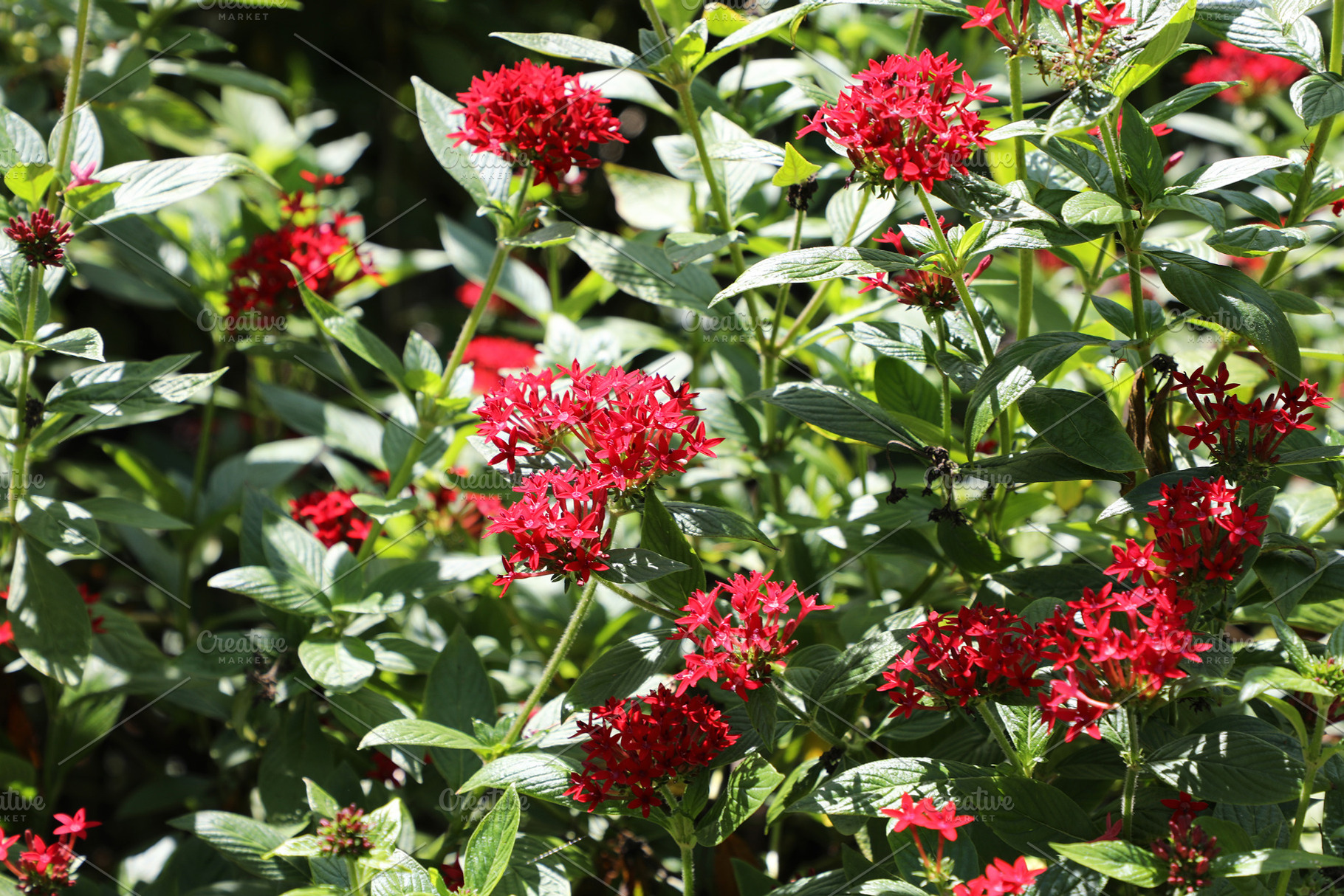 Pentas lanceolata flowering plant, a Nature Photo by Viktor
