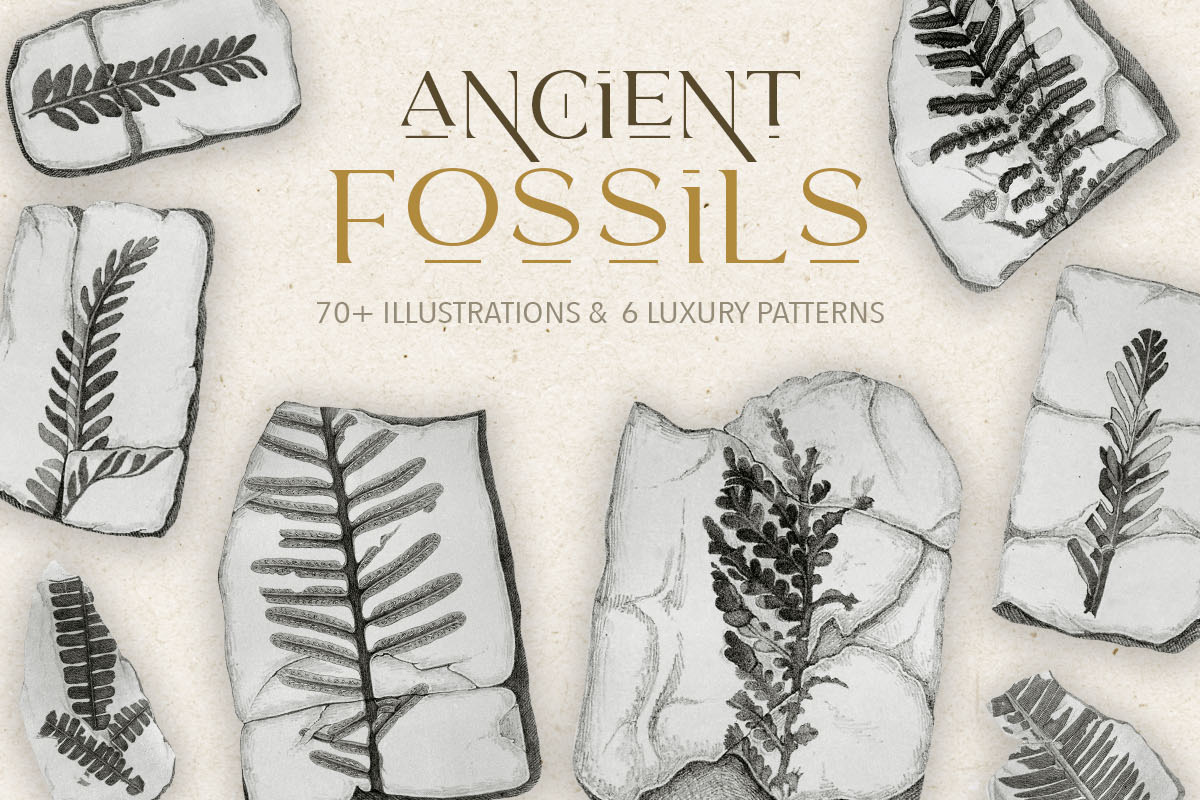 Illustrated Fossils + Patterns | Creative Market