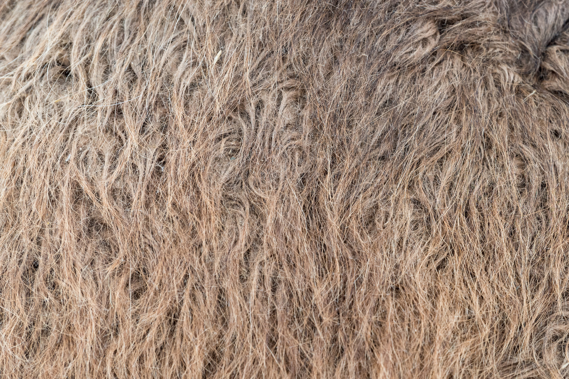 Animal skins texture of camel, an Animal Photo by Byrdyak