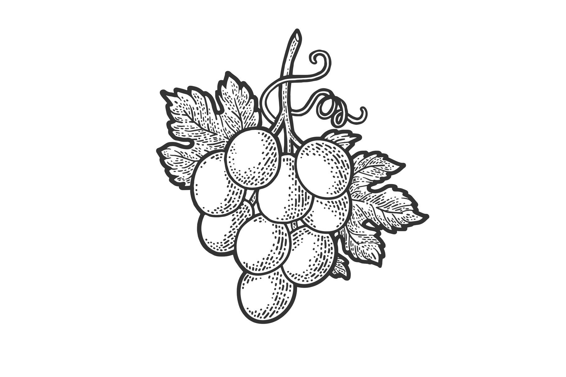 small bunch of grapes sketch vector, an Object Illustration by AlexArt