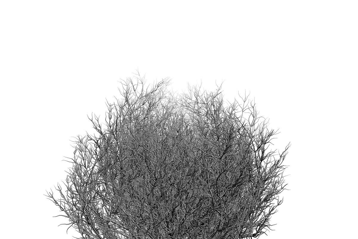 Tumbleweed, an Environmental 3D Model by AndrewWhite