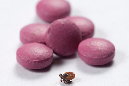Mite and tablets macro featuring acarian, tick, and acarid, a Health ...