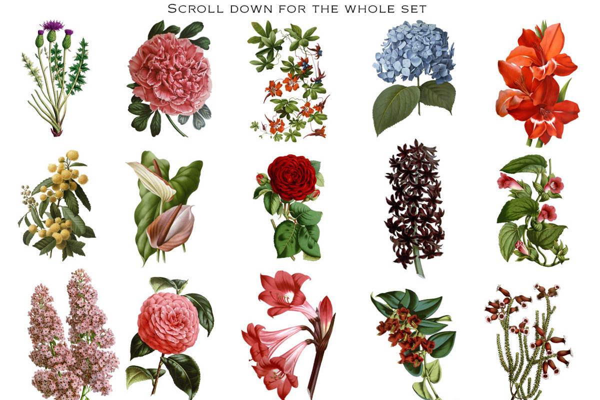 Botanical Master Collection, a Food Illustration by BlackBird Foundry