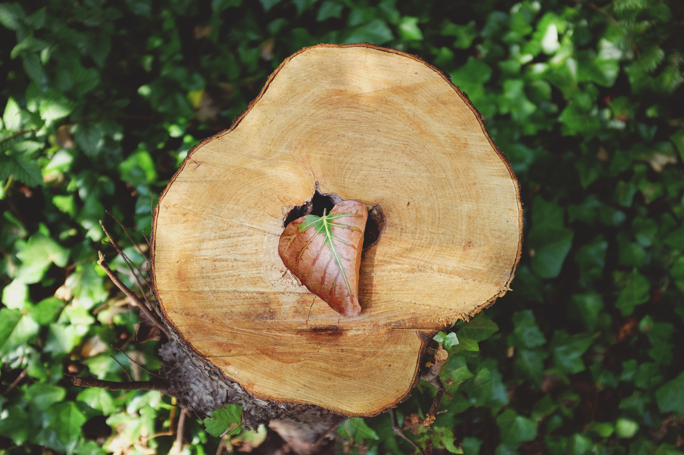 Beautiful stump, a Nature Photo by EnjoyLife