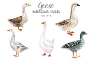 Watercolor Geese Clipart, an Illustration by YesFoxy
