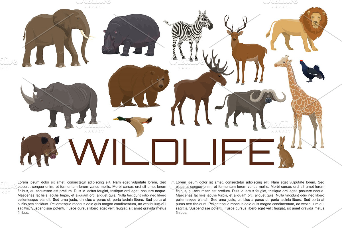 Vector poster of wild animals, an Animal Illustration by Vector Tradition