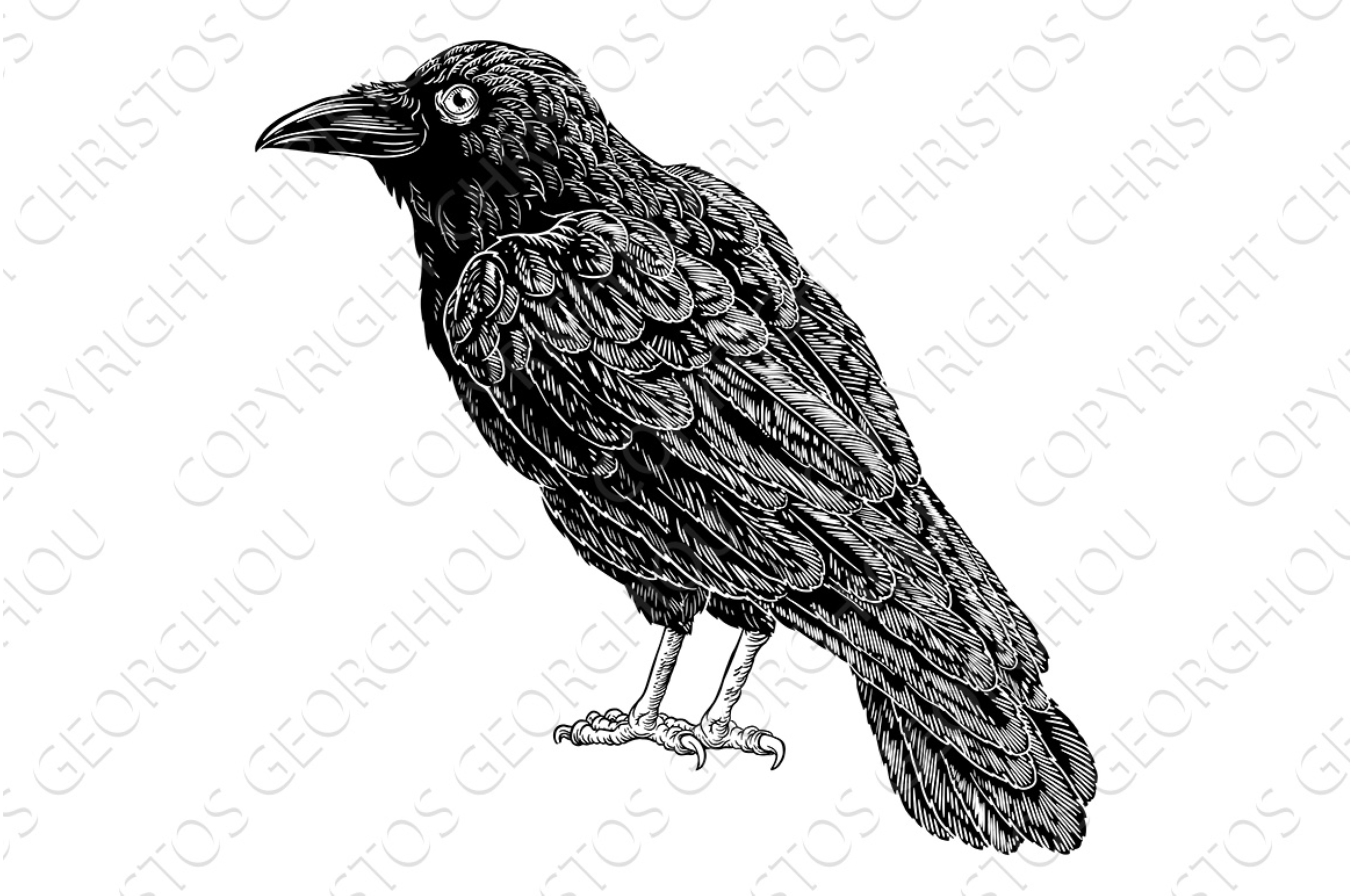 Crow Raven Corvus Bird Vintage, an Animal Illustration by Christos ...