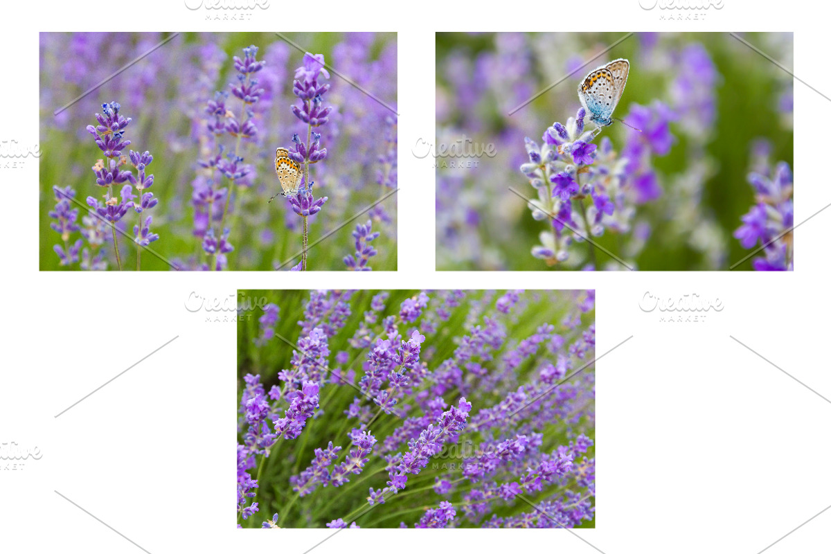 Gentle lavender in vector , a Card Template by Vector beauty