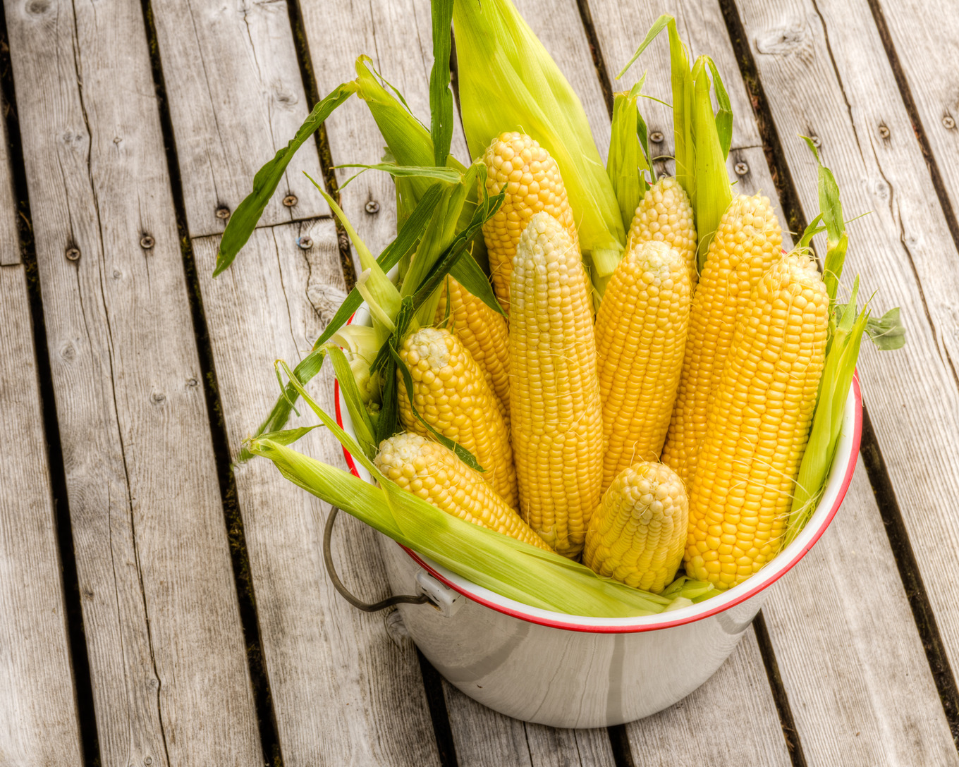 Bucket of fresh yellow corn featuring food, nutrition, and diet, a Food ...