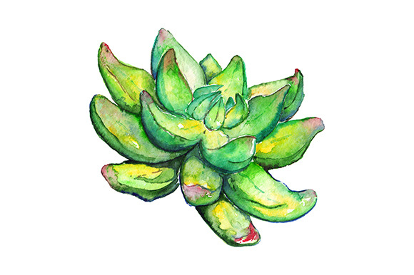 Watercolor succulent hand drawn art, a Decorative Illustration by Art ...