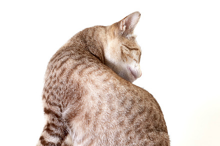 closeup of no breed cat, an Animal Photo by Sweet Studio