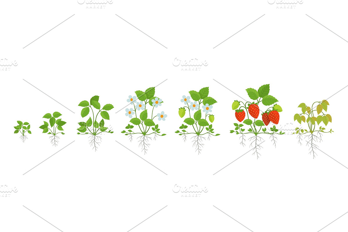Strawberry plant growth stages, an Illustration by Ilia Design