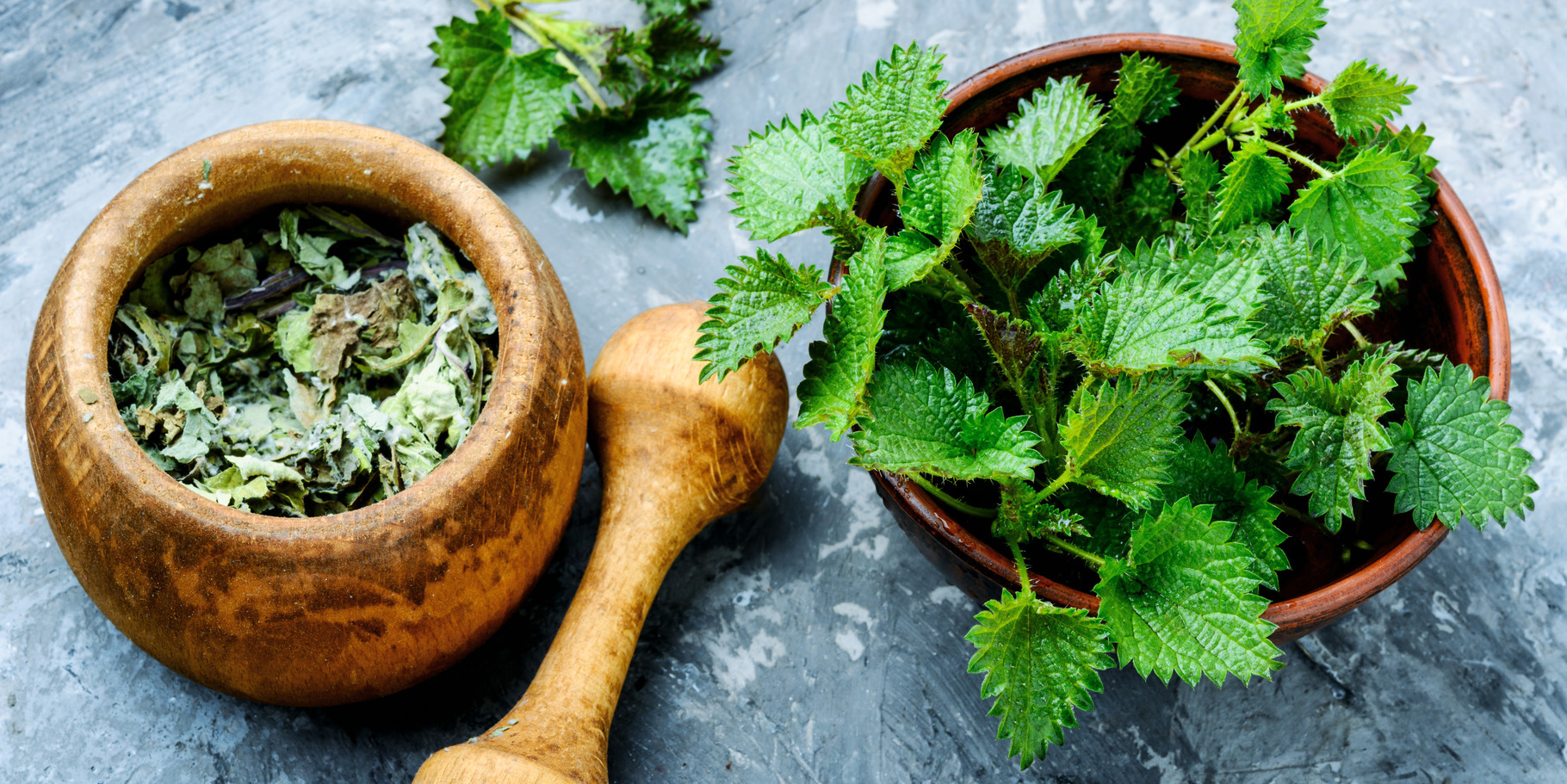 Bunch of common nettles containing nettle, herb, and urtica, a Nature ...