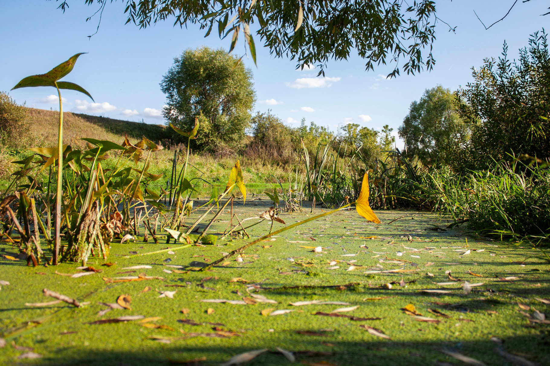 Overgrown lake featuring landscape, park, and nature, a Nature Photo by ...