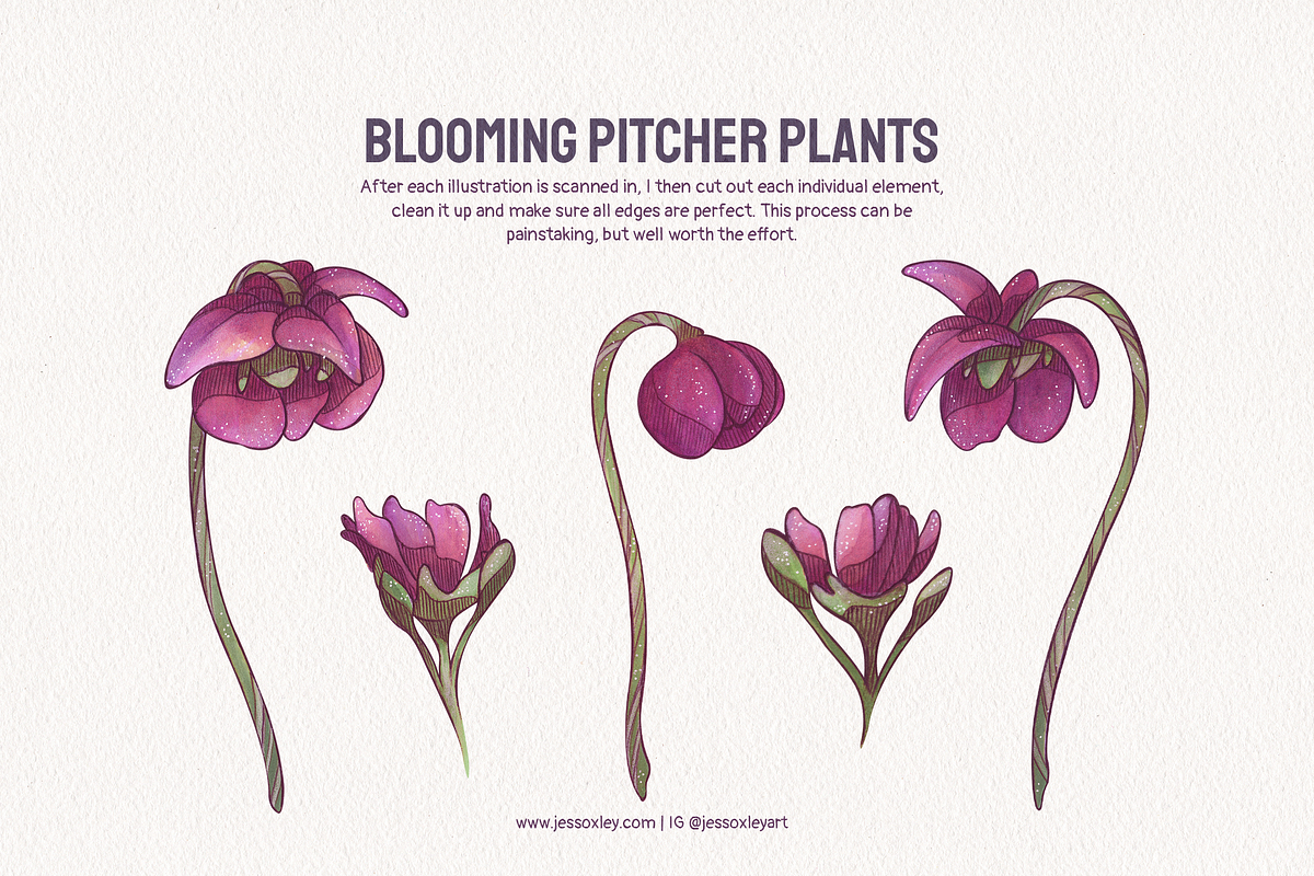 Carnivorous Plants Clipart Set, an Illustration by Blooming Solitude ...