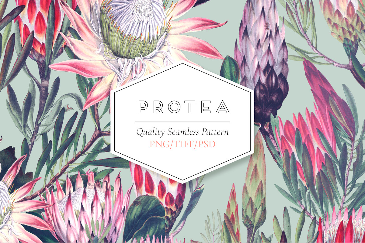 Protea, Patterns and Motifs Set, a Pattern Graphic by TSTUDIO