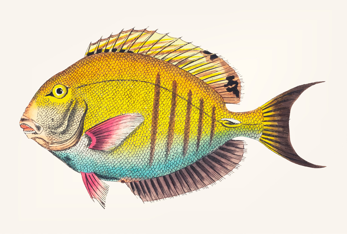 Drawing of Lancet-tailed Acanthurus, an Animal Illustration by rawpixel
