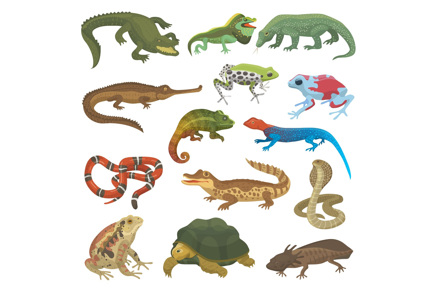 Vector reptile nature lizard animal, an Animal Illustration by KitVector