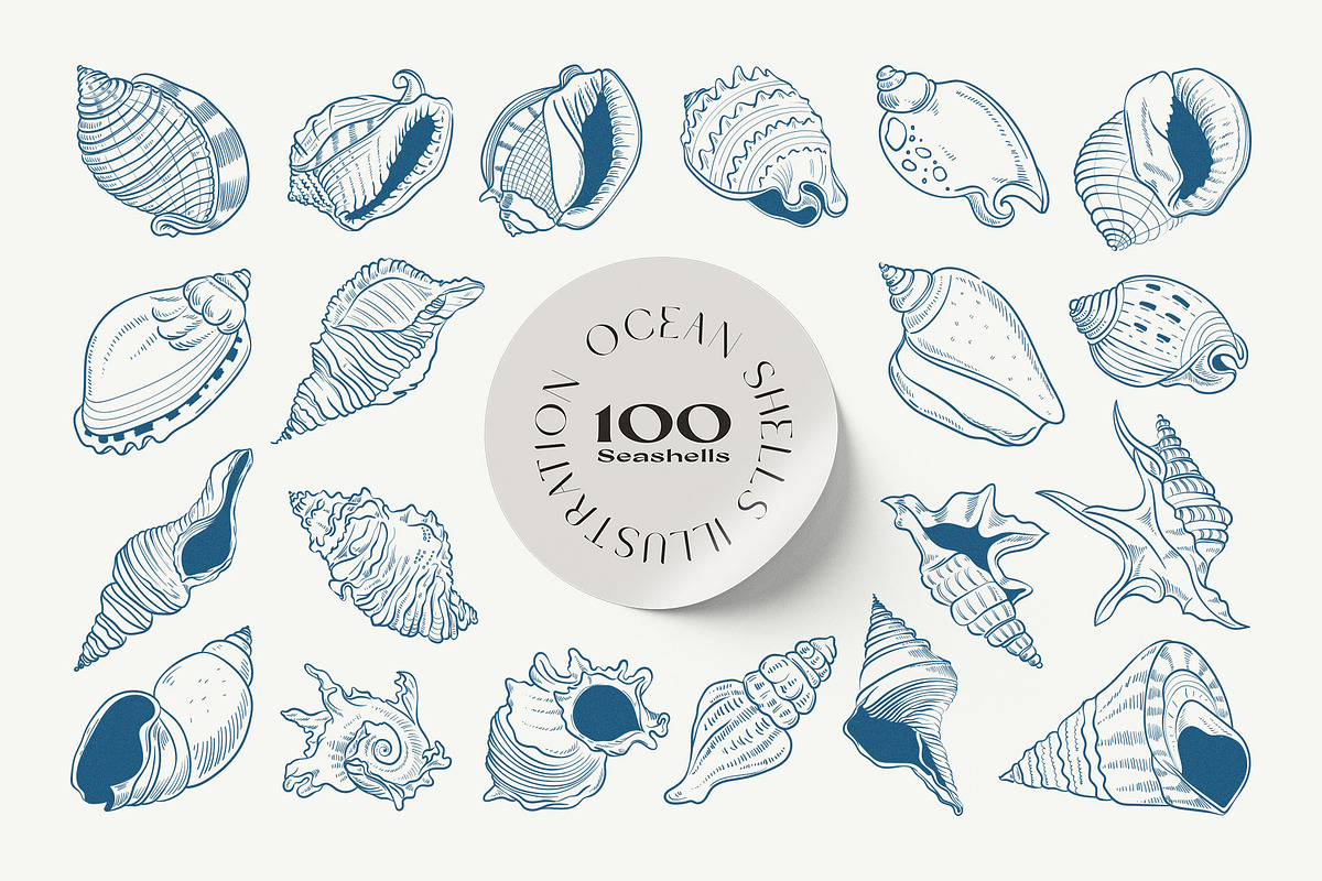 Ocean Shells Illustration