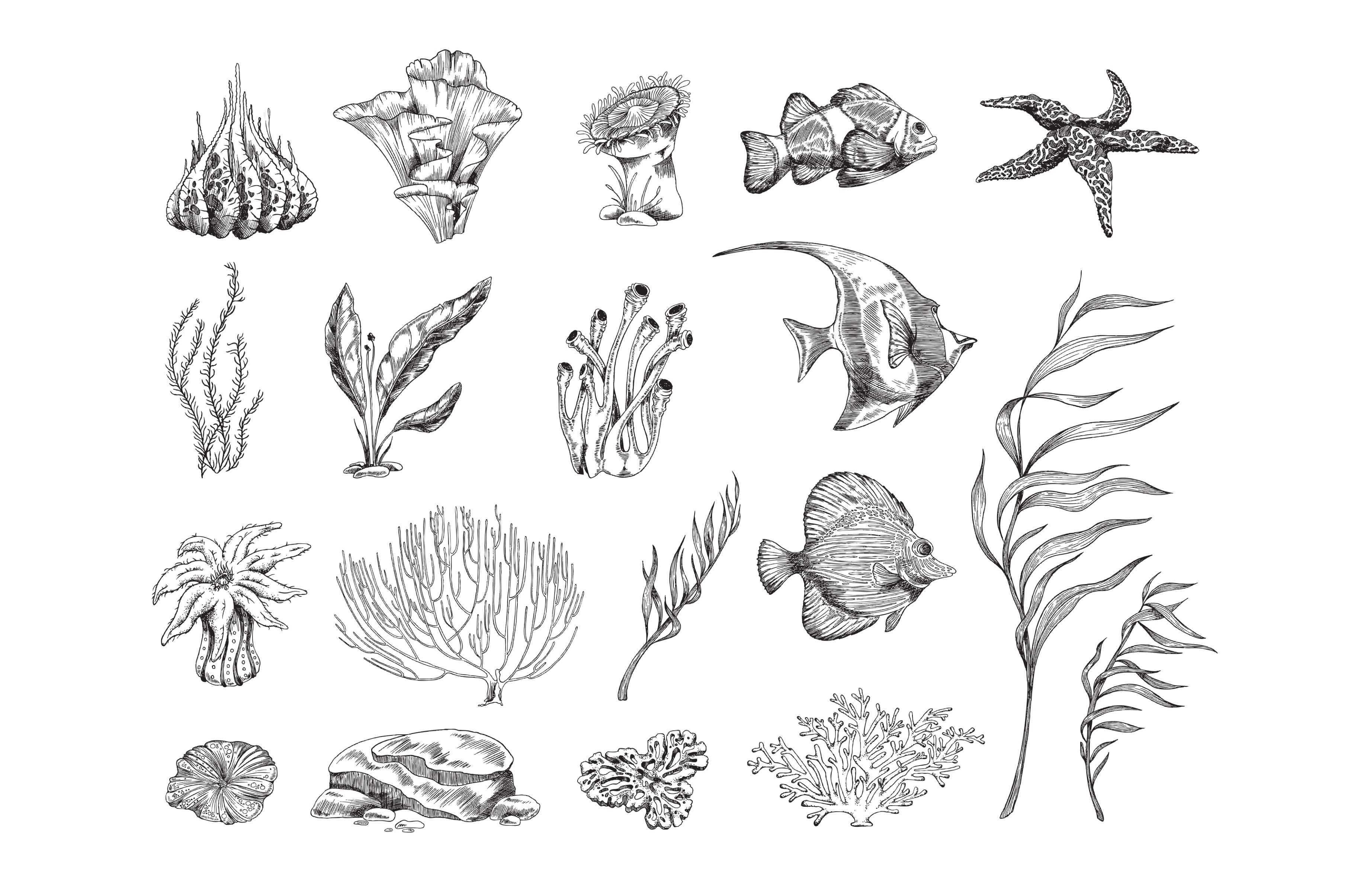 Set of coral reef elements in, an Animal Illustration by Sabelskaya