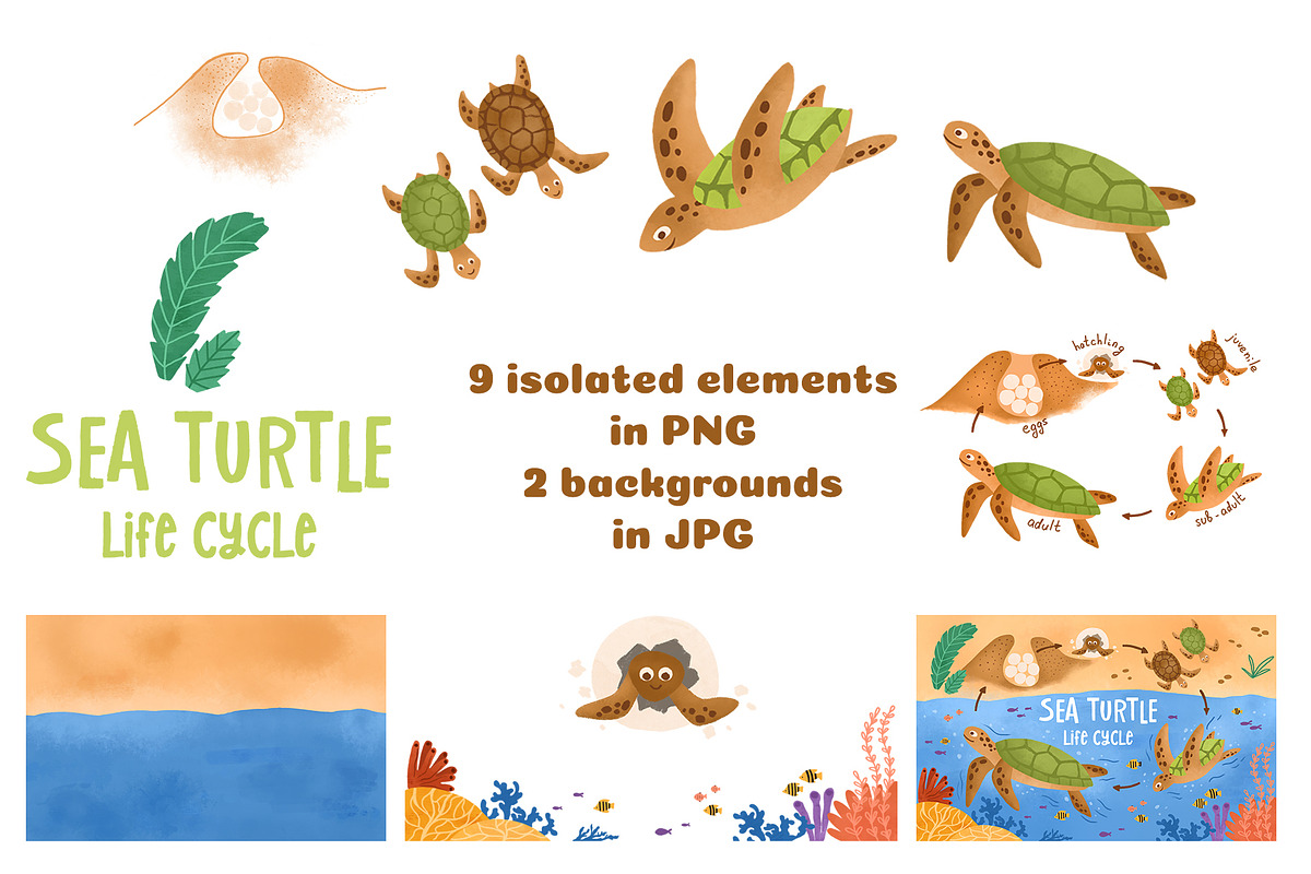 Sea turtle life cycle. Biology poster | Creative Market