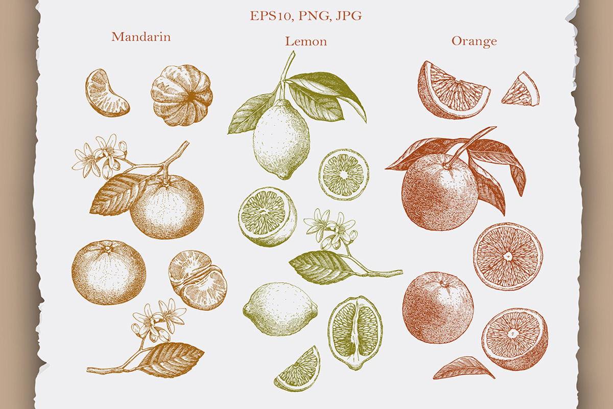 Citrus Collection, an Object Graphic by Victoria_Novak