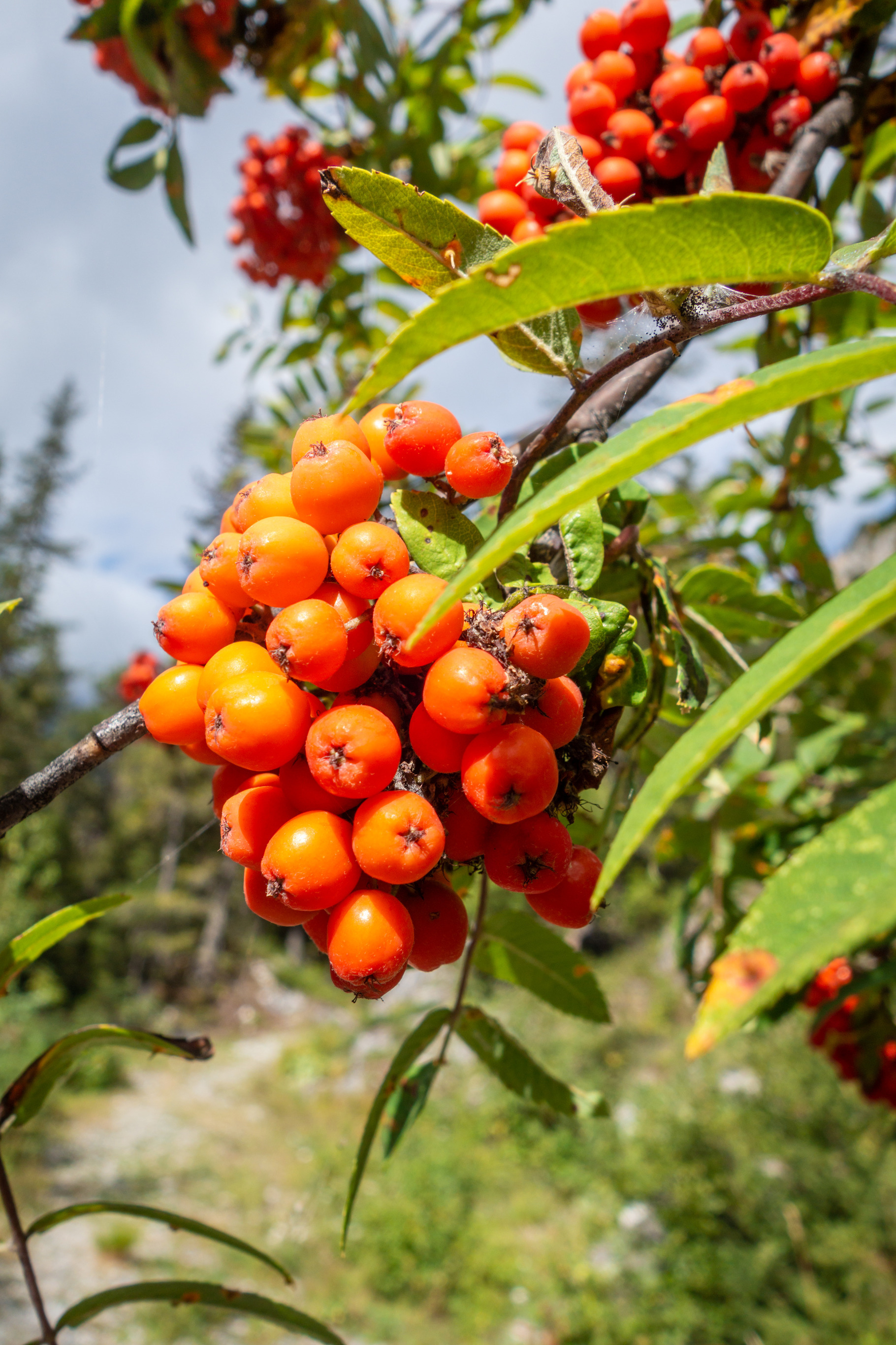 Rowan tree berries in vanoise nation containing rowan, sorbus aucuparia ...