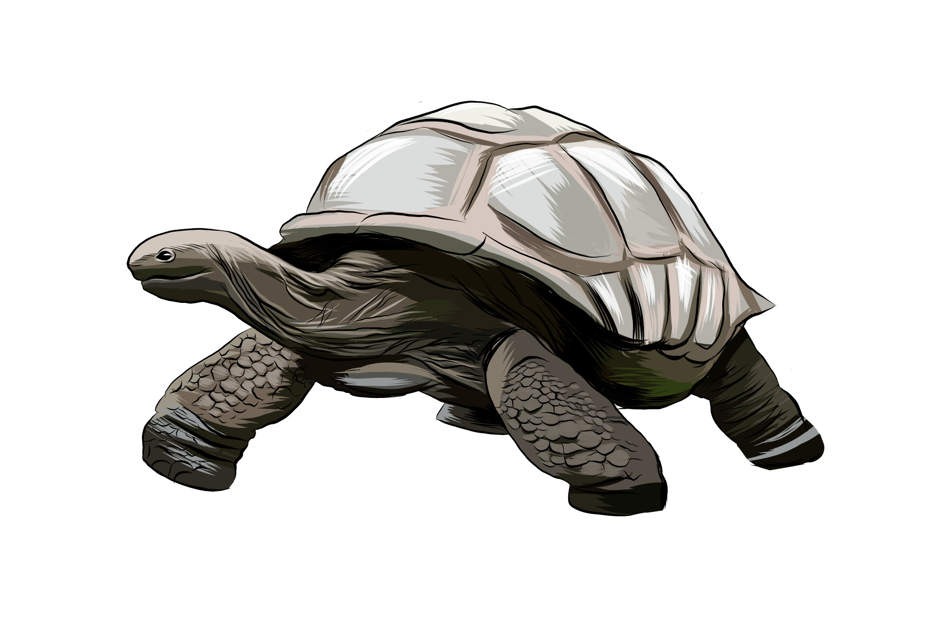 Galapagos turtle from a splash, an Animal Illustration by 3D Tai
