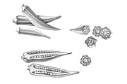 Black & White Okra Illustration, a Food Illustration by Anna Repp ...
