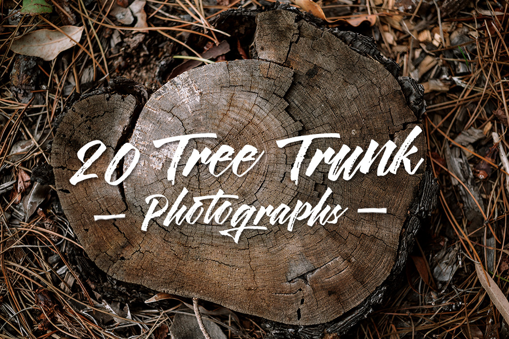 20 Rustic Tree Trunk Photos, a Nature Photo by alex aitken