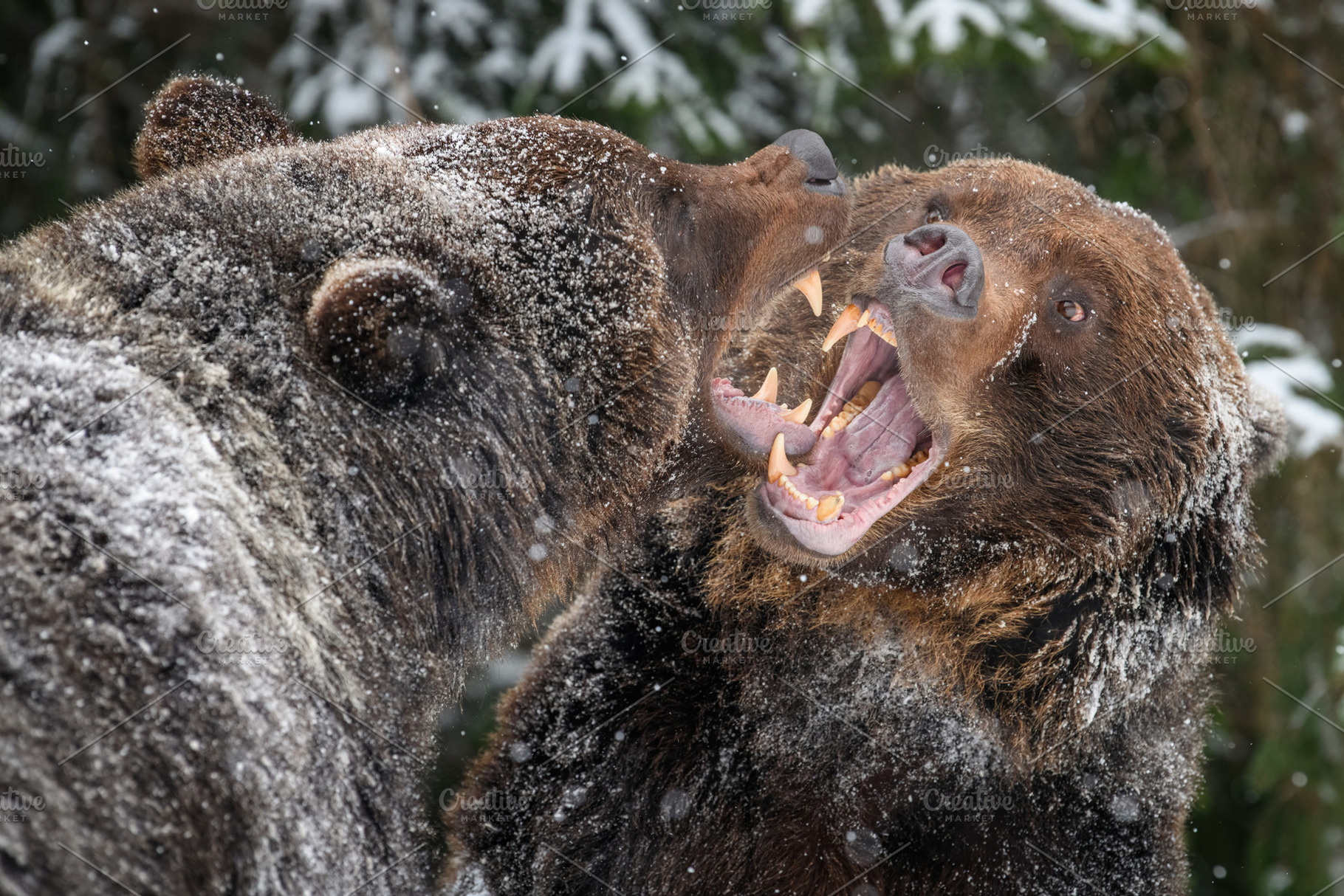 Close-up two angry brown bear fight in winter forest, an Animal Photo ...