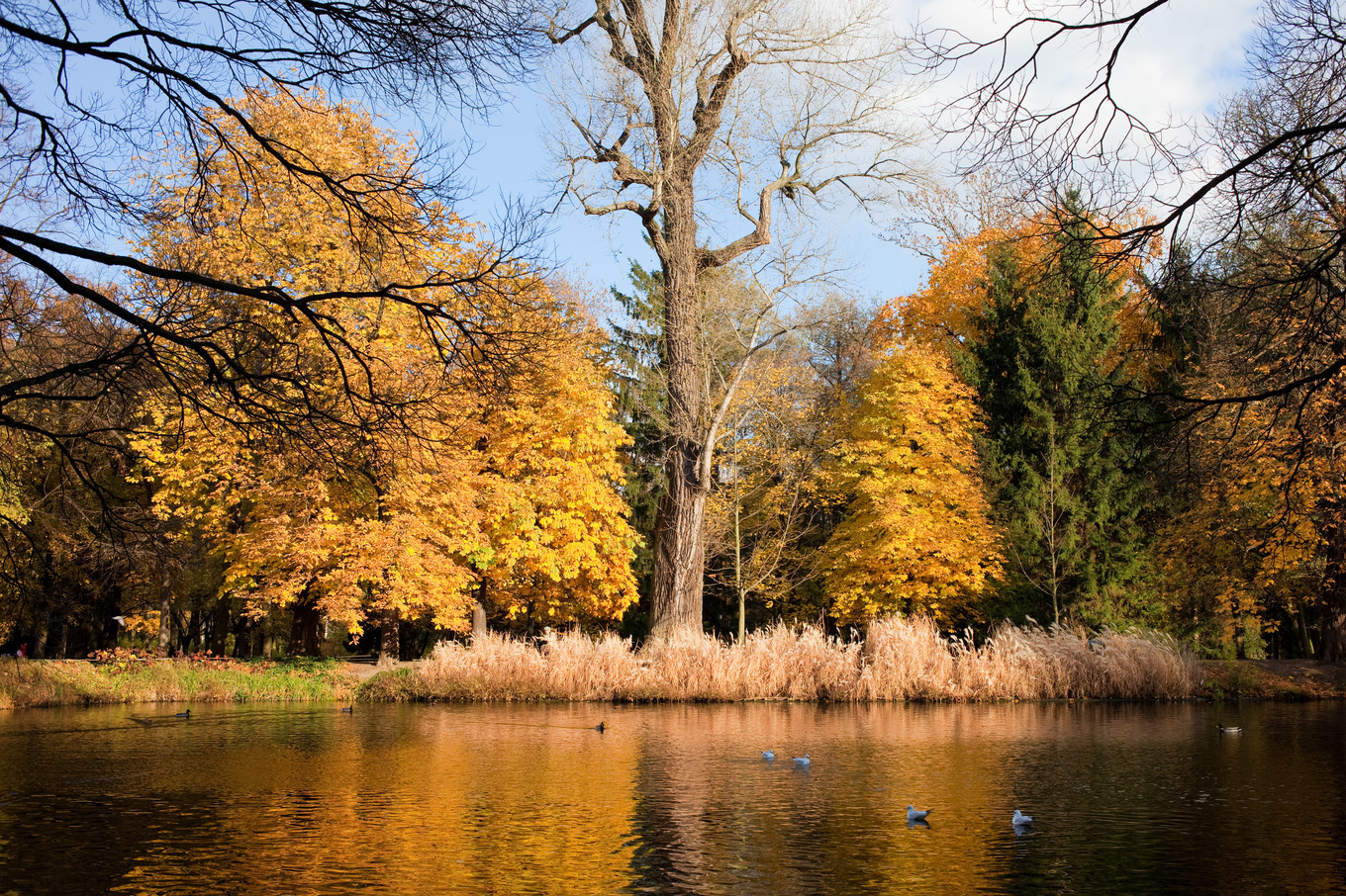 Lazienki park in warsaw containing autumn, water, and pond | Nature ...