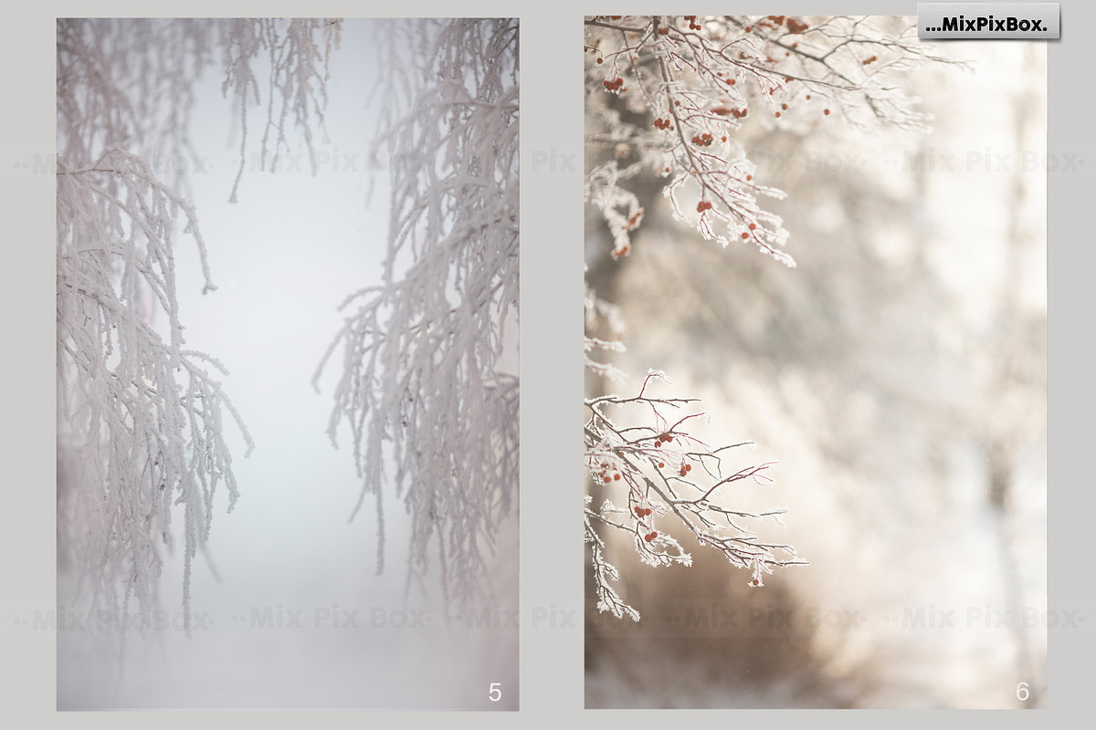 Winter Portrait Backgrounds
