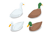 Isometric illustration of a duck and, an Object Graphic by Golden Sikorka