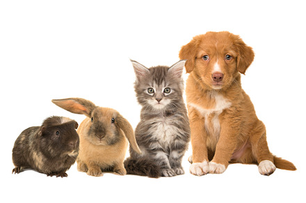 Group of different kind of pets | Animal Stock Photos ~ Creative Market