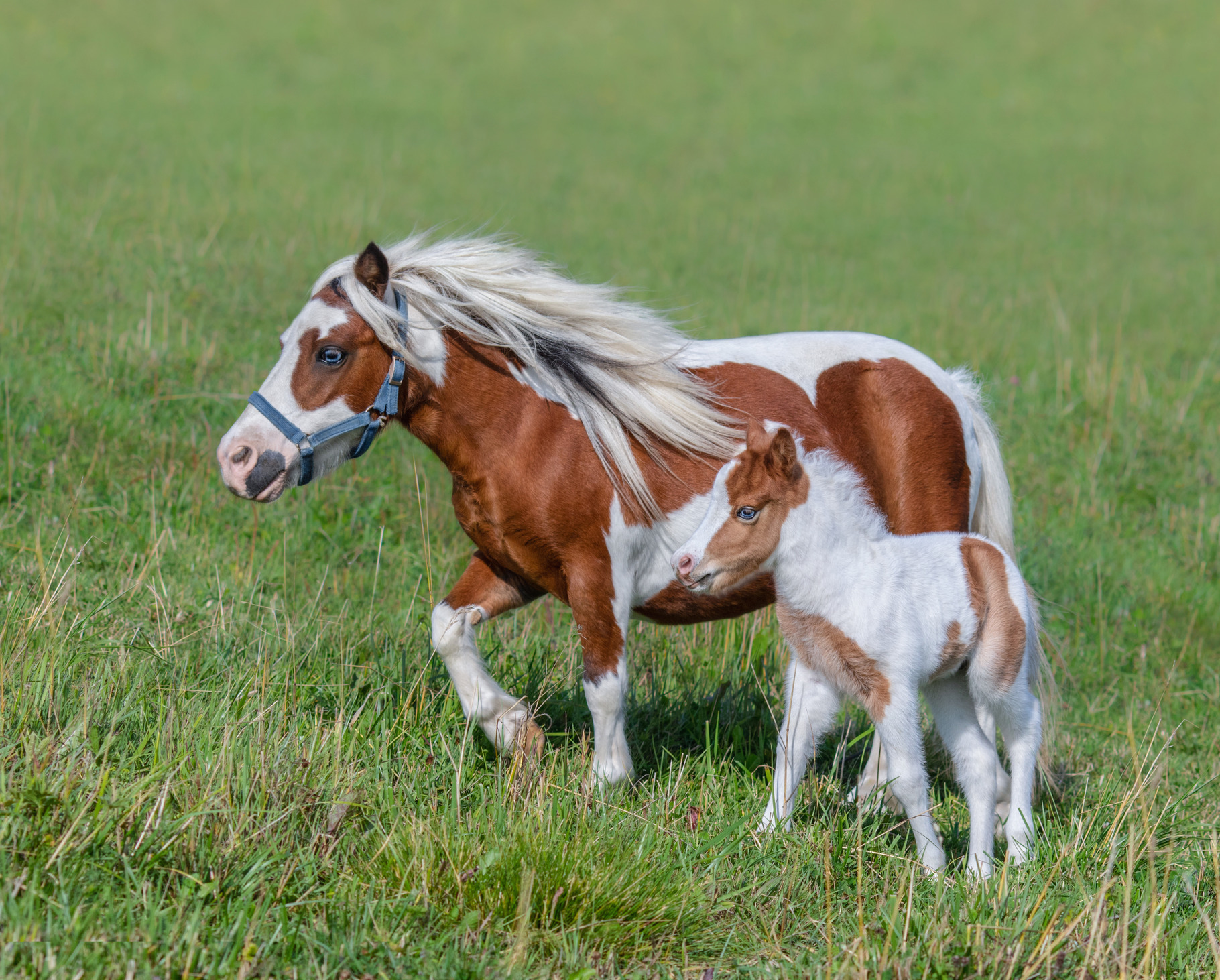 American miniature horse featuring american miniature horse, mini, and ...