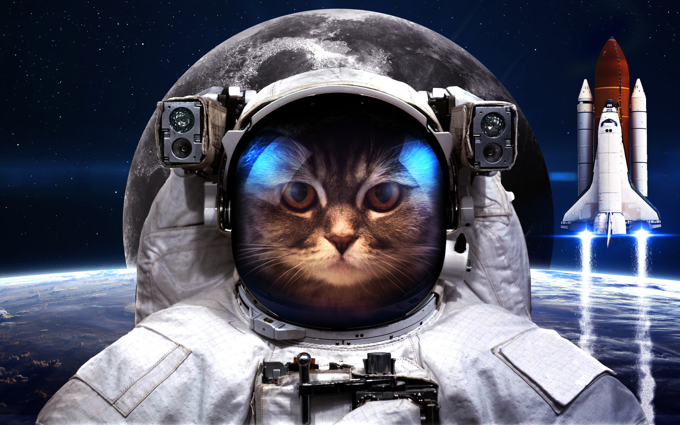 Cat astronaut in outer space spacewalk elements of this image furnished ...