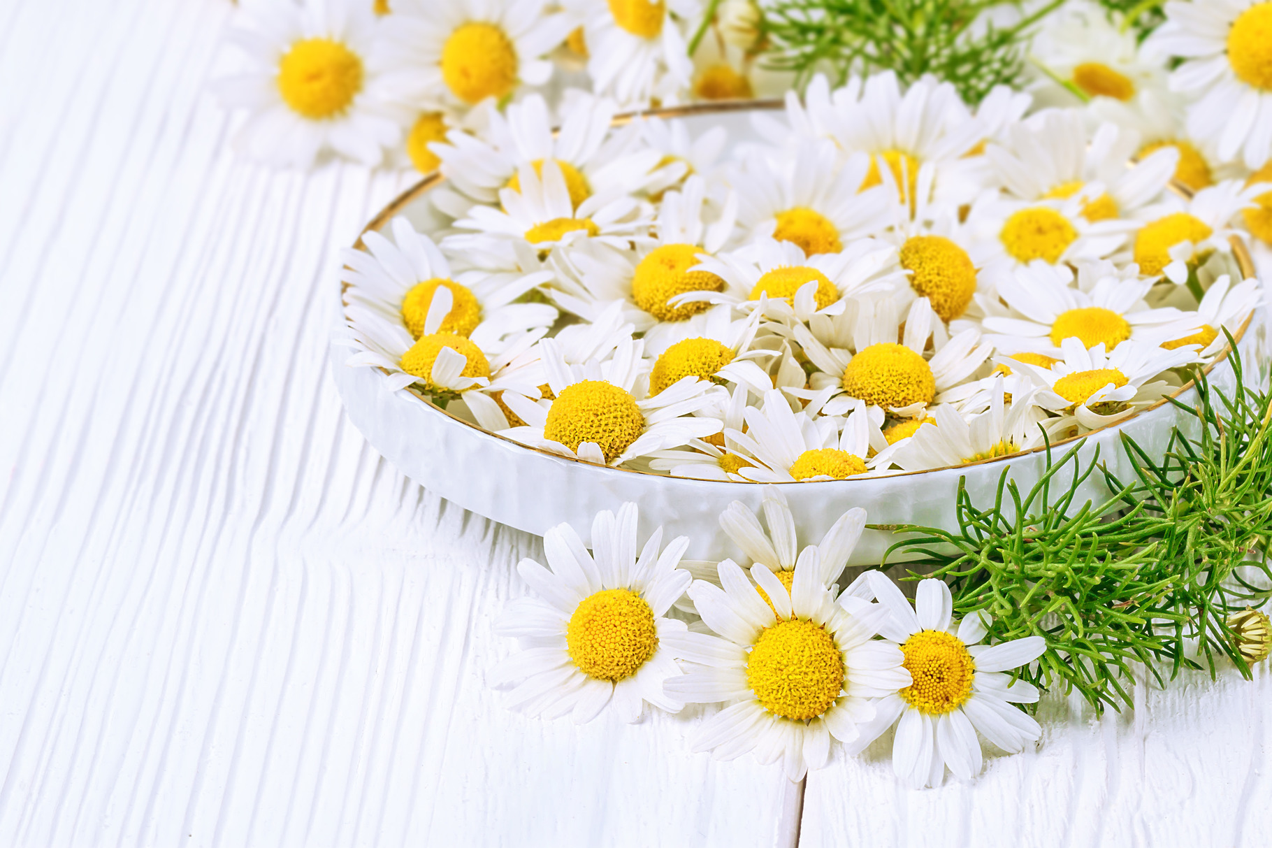 Chamomile featuring chamomile, camomile, and dried, a Health & Medical ...