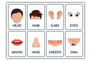 Body part flashcard