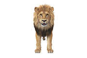 Lion animal beast, front view, an Object Graphic by ARTYuSTUDIO