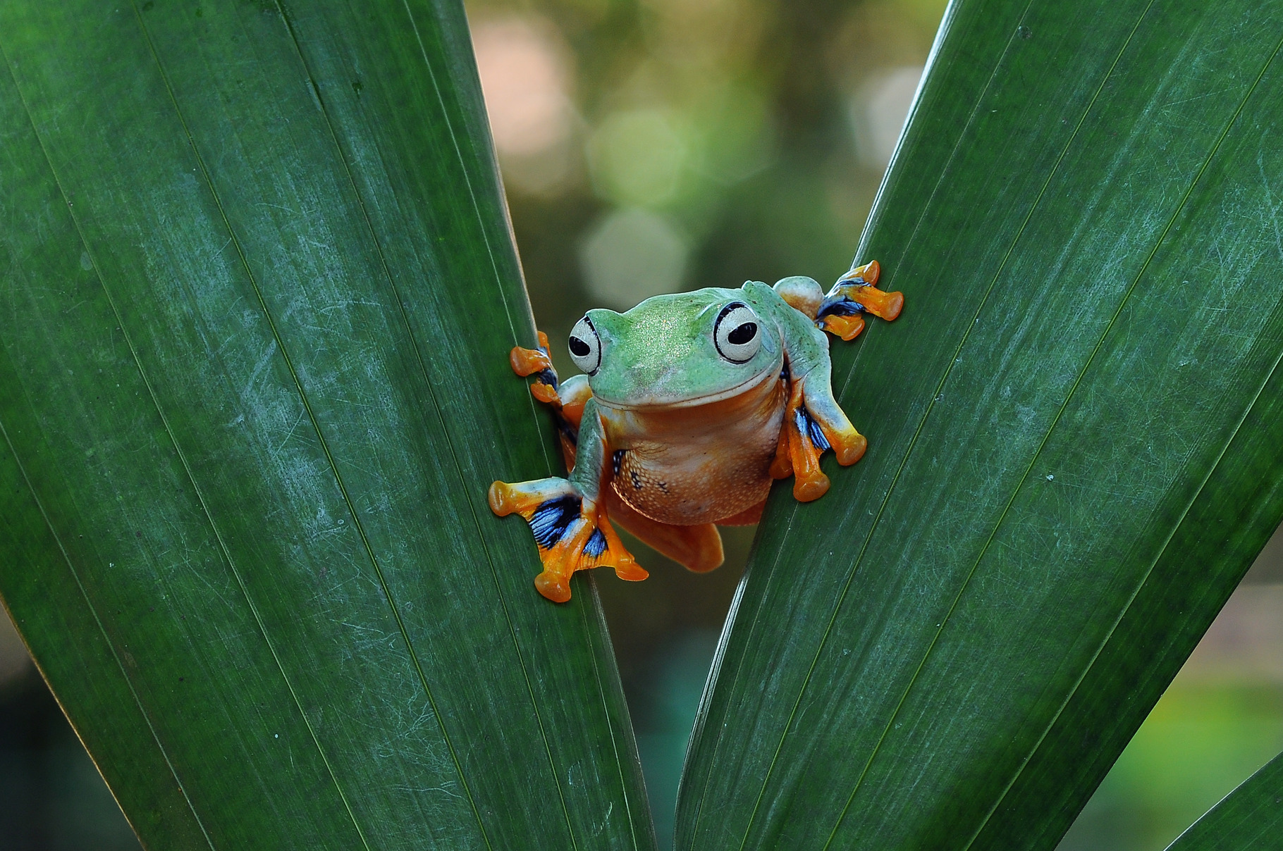 Flying frog frogs tree frog containing flying frog, frogs, and tree ...