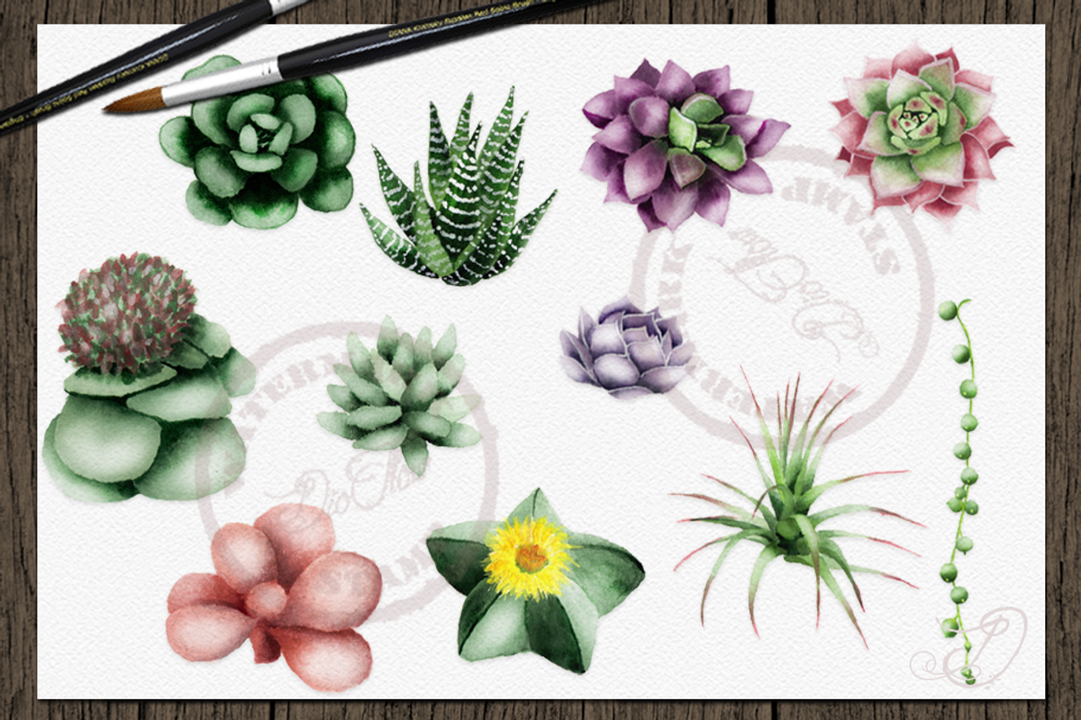 Succulent Watercolor Clipart, a Decorative Illustration by DioFlow ...