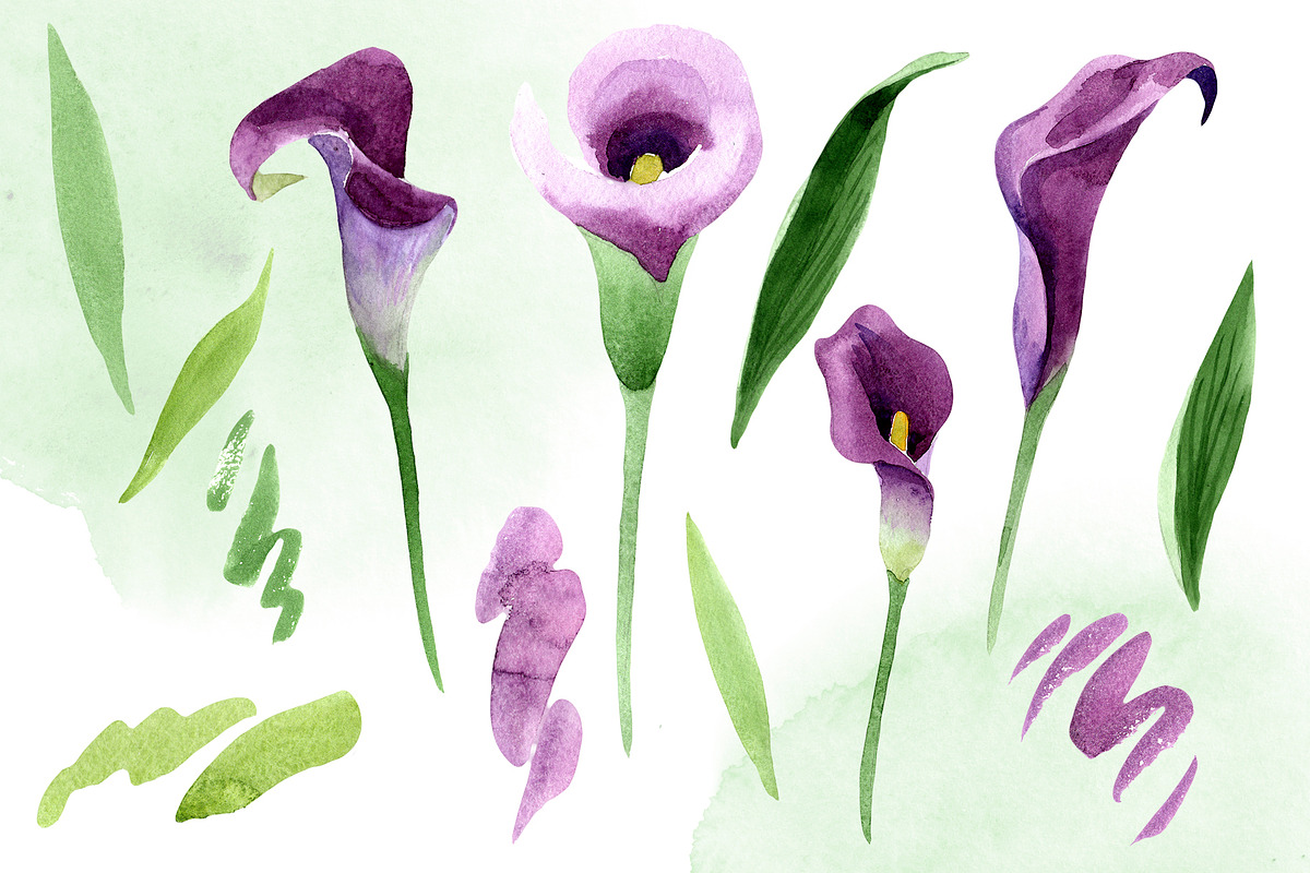 Calla lily watercolor illustrations, an Illustration by WatercolorPNG.com