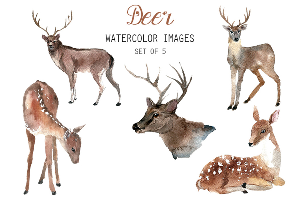 Watercolor Deer Clipart, an Animal Illustration by YesFoxy