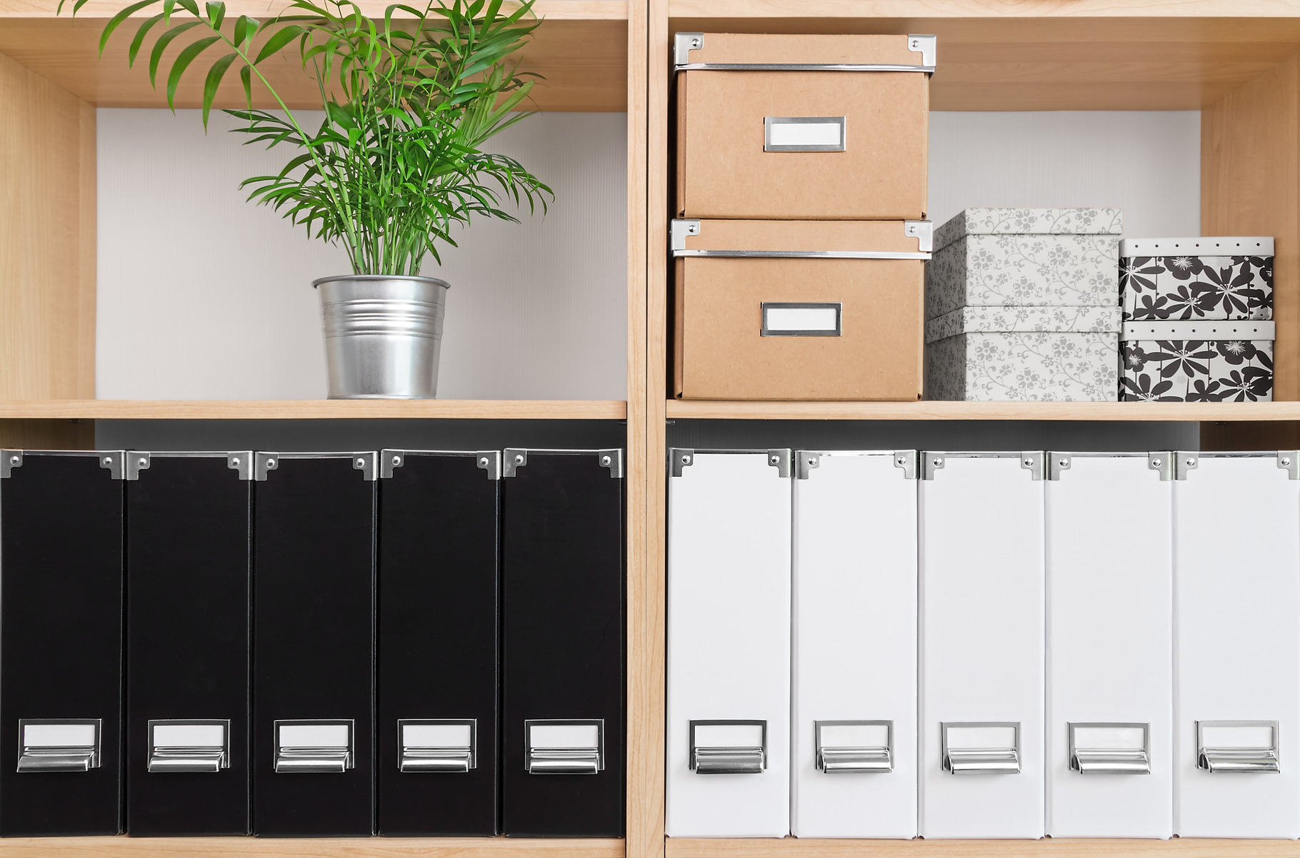 Shelves with folders and green plant, a Business Photo by Studio Light ...