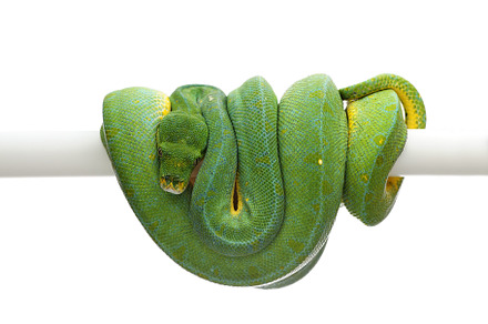 Green tree python featuring animal, attack, and background, an Animal ...
