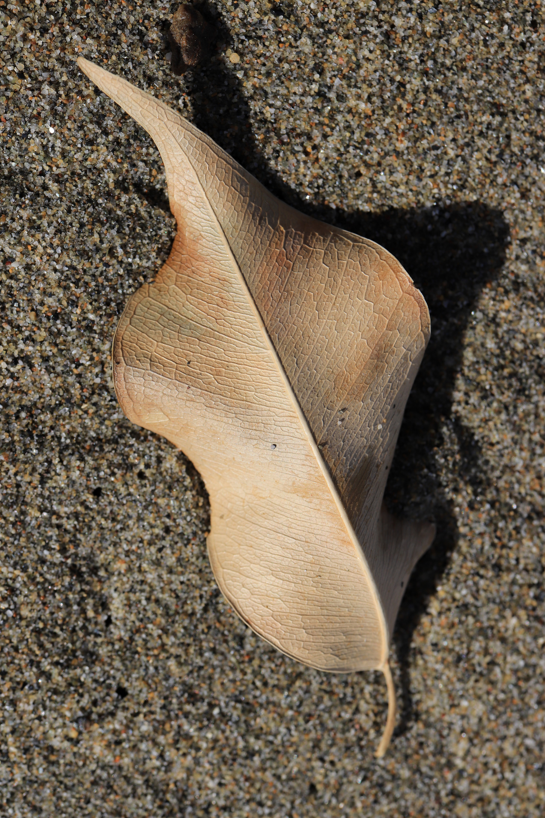 Dry leaf on the sand texture featuring sand, beach, and pattern, a ...
